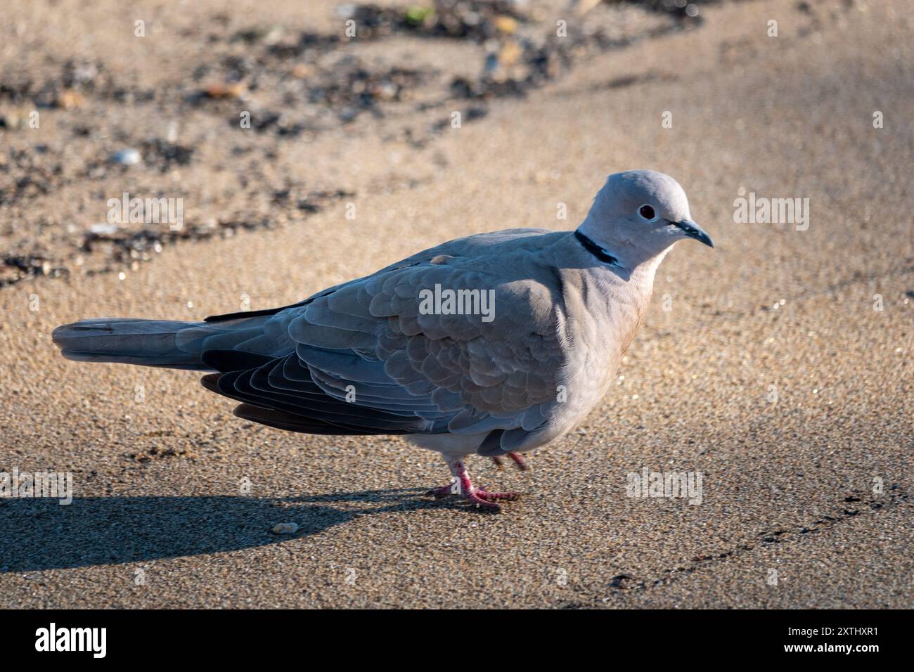 The Eurasian collared dove (Streptopelia decaocto) on the beach Stock ...