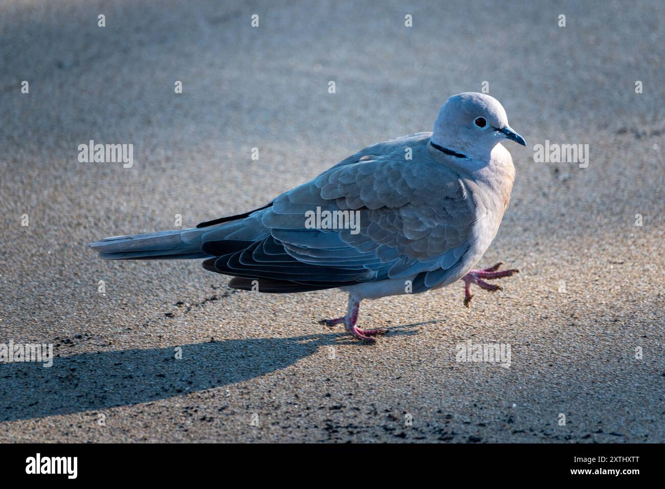 The Eurasian collared dove (Streptopelia decaocto) on the beach Stock ...