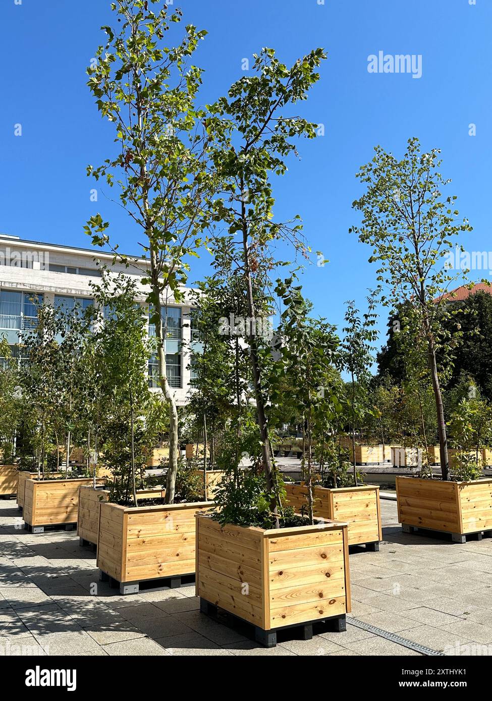 Trees in wooden boxes on the street Stock Photo - Alamy