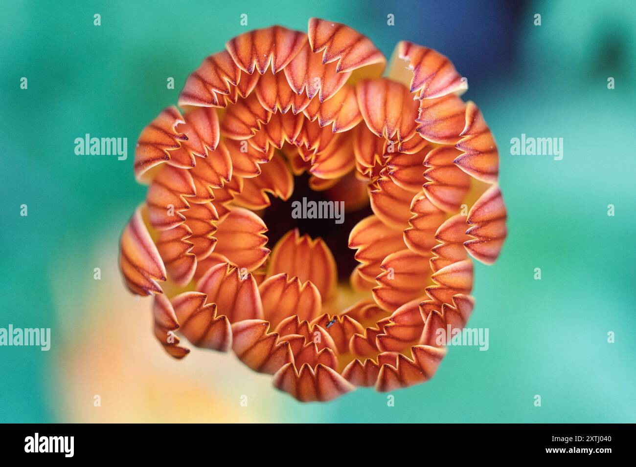 Flower opens petals hi-res stock photography and images - Alamy