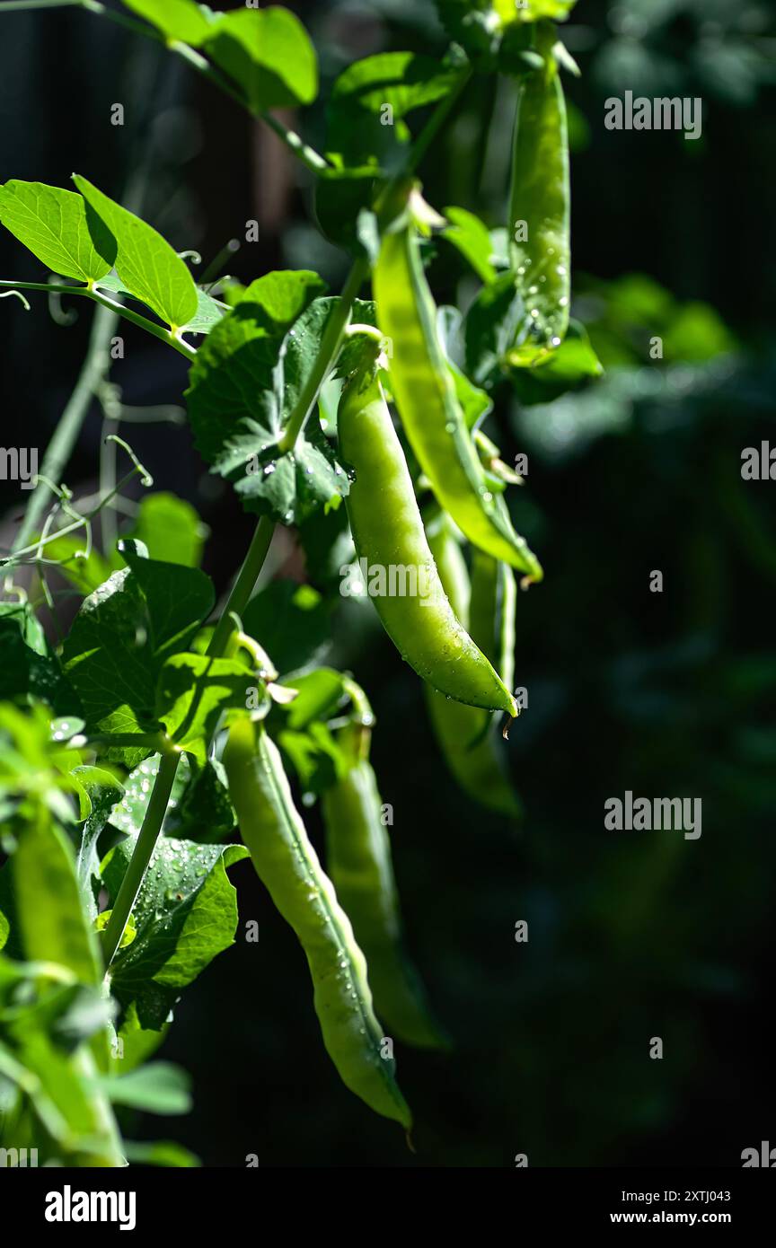 Outdoor culinary space hi-res stock photography and images - Alamy