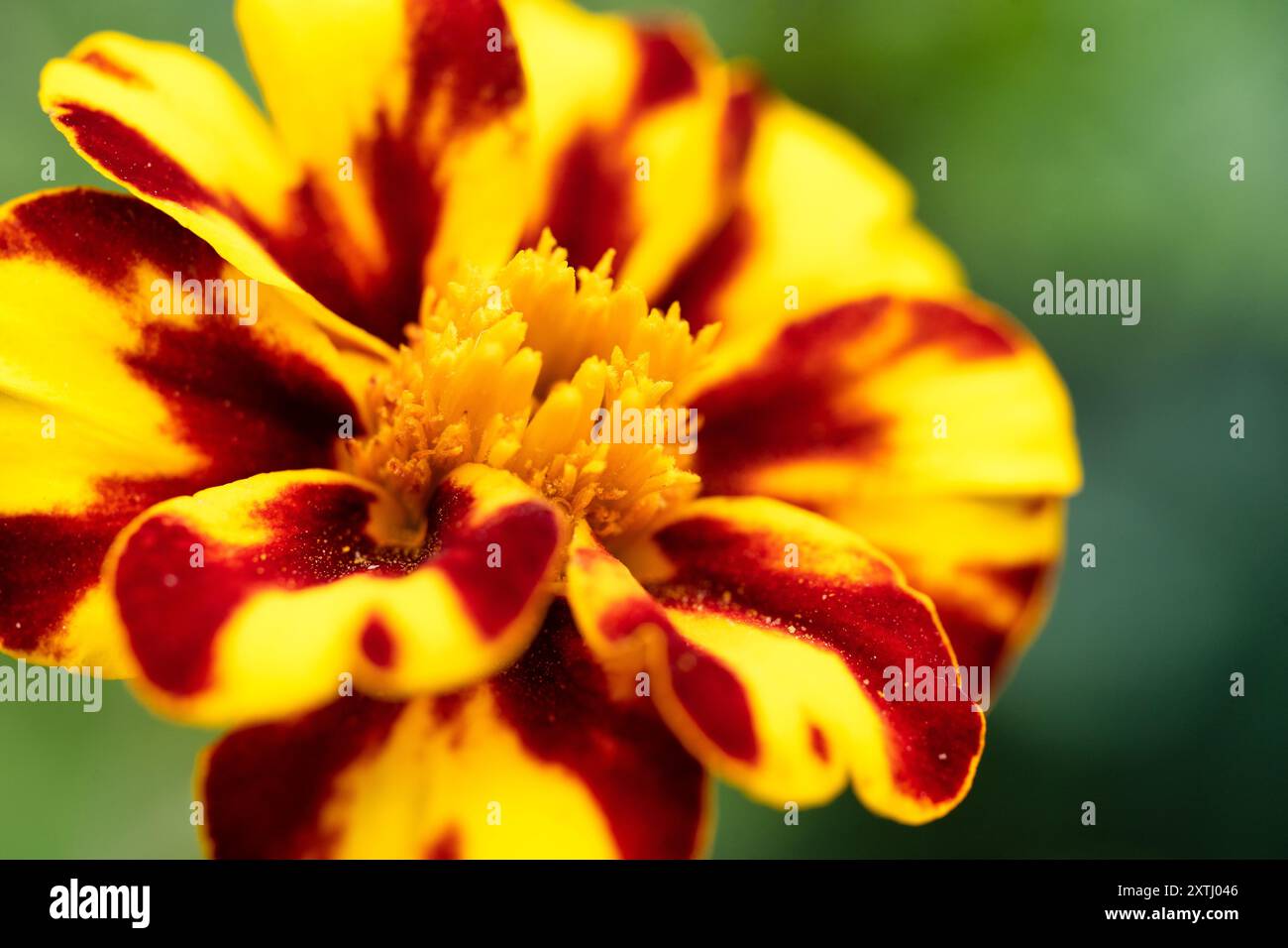 French pinwheel hi-res stock photography and images - Alamy