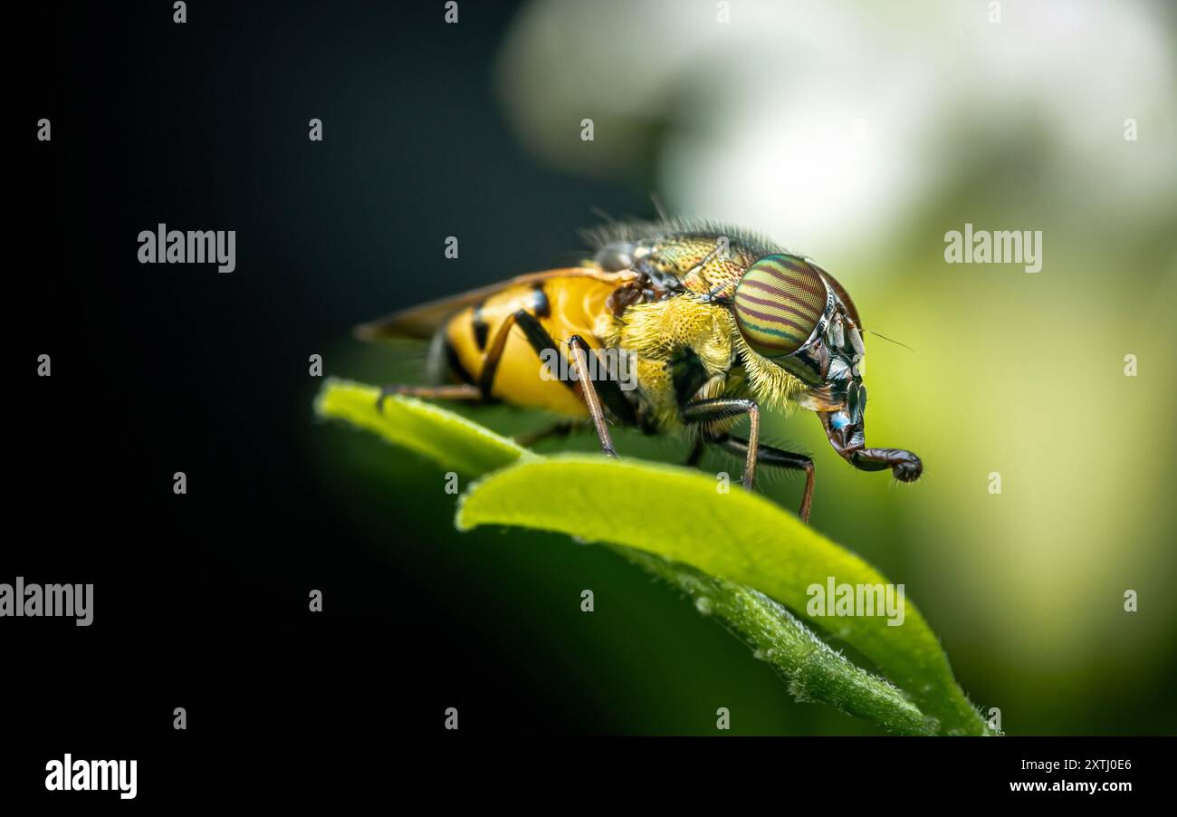 Hoverfly on Euphorbia milii flower, the crown of thorns, Nature blurred ...