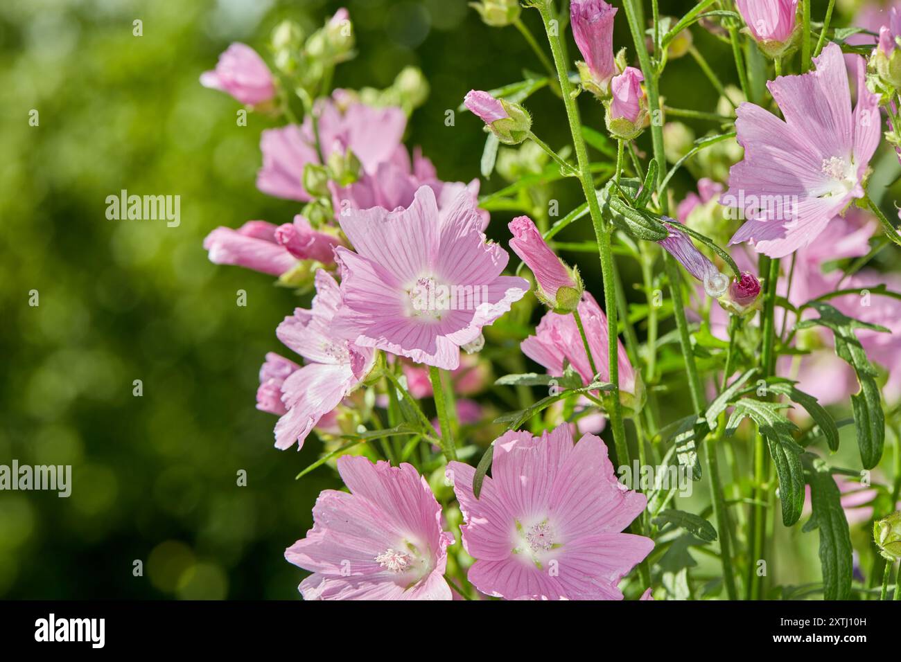 Malva alcea plant hi-res stock photography and images - Alamy