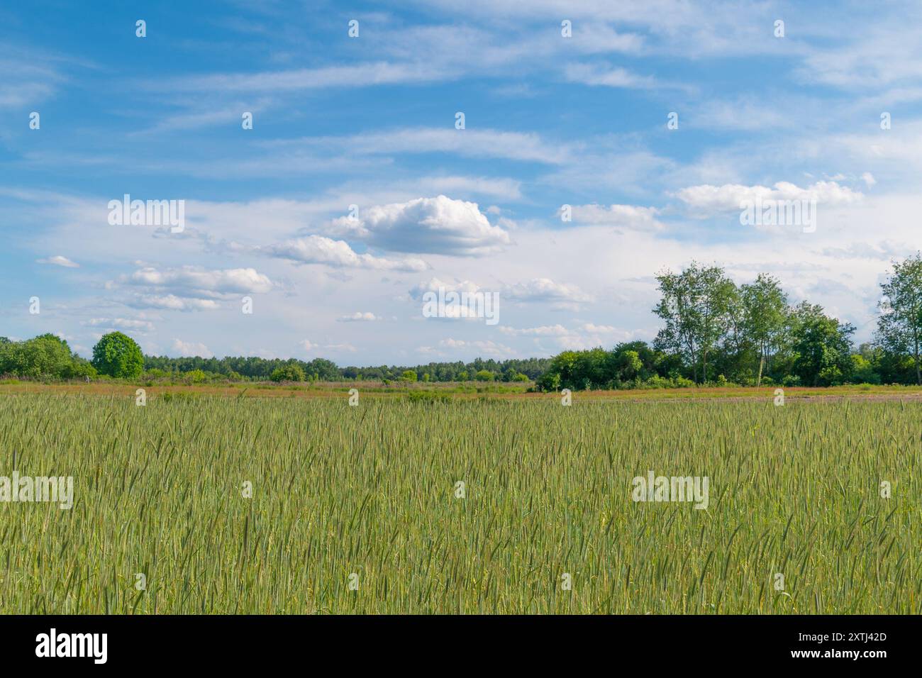 Field of rye. Growing and harvesting crops. Secale cereale. Summer ...