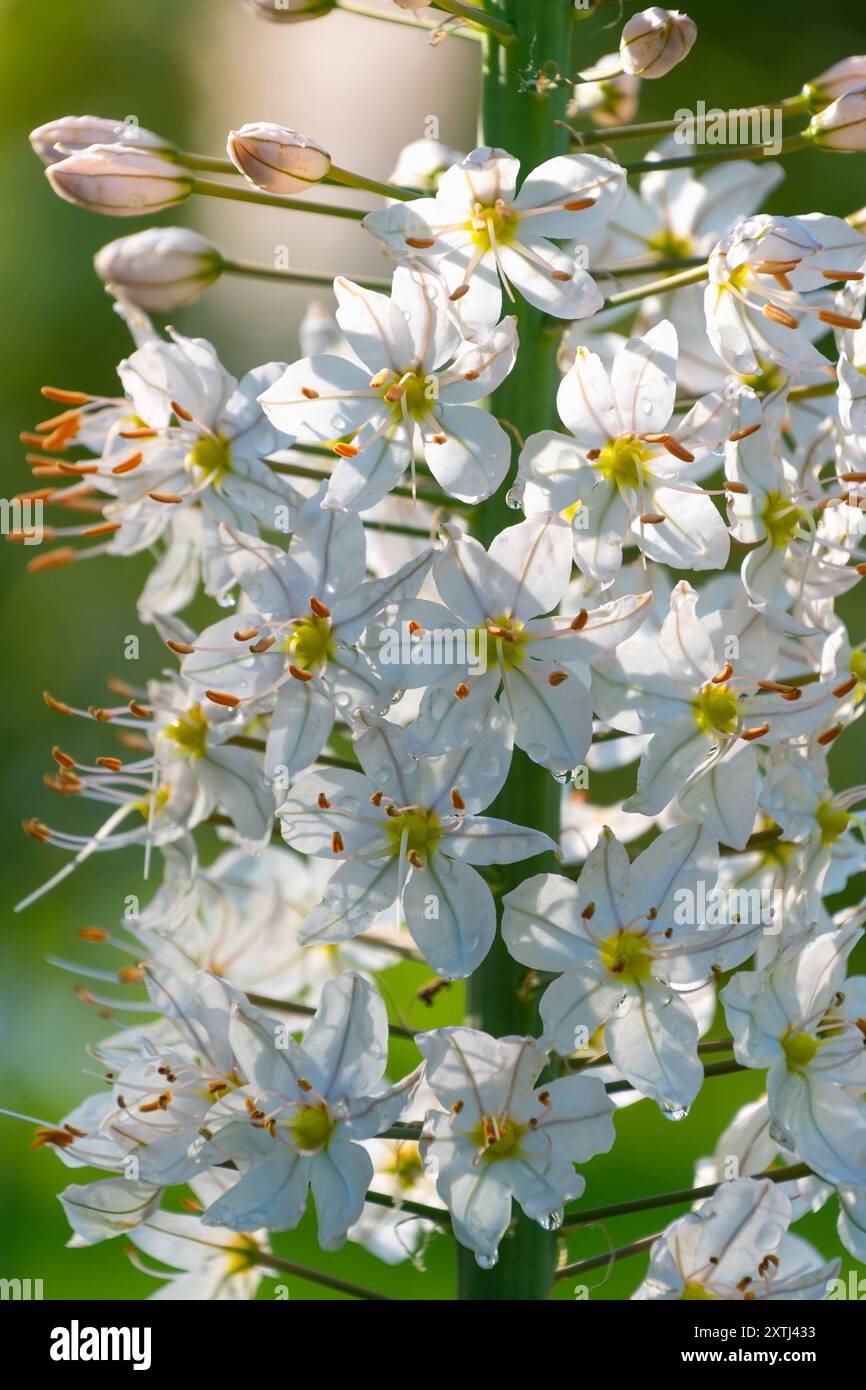 Himalaicus hi-res stock photography and images - Alamy