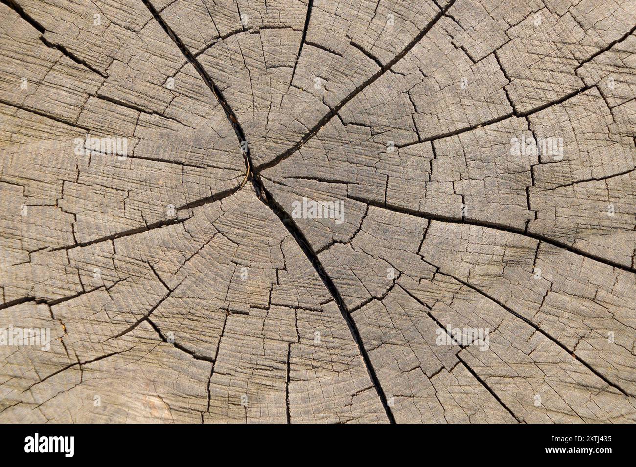 Cracks on the surface of the stump. Tree cut. Natural background. Wood ...