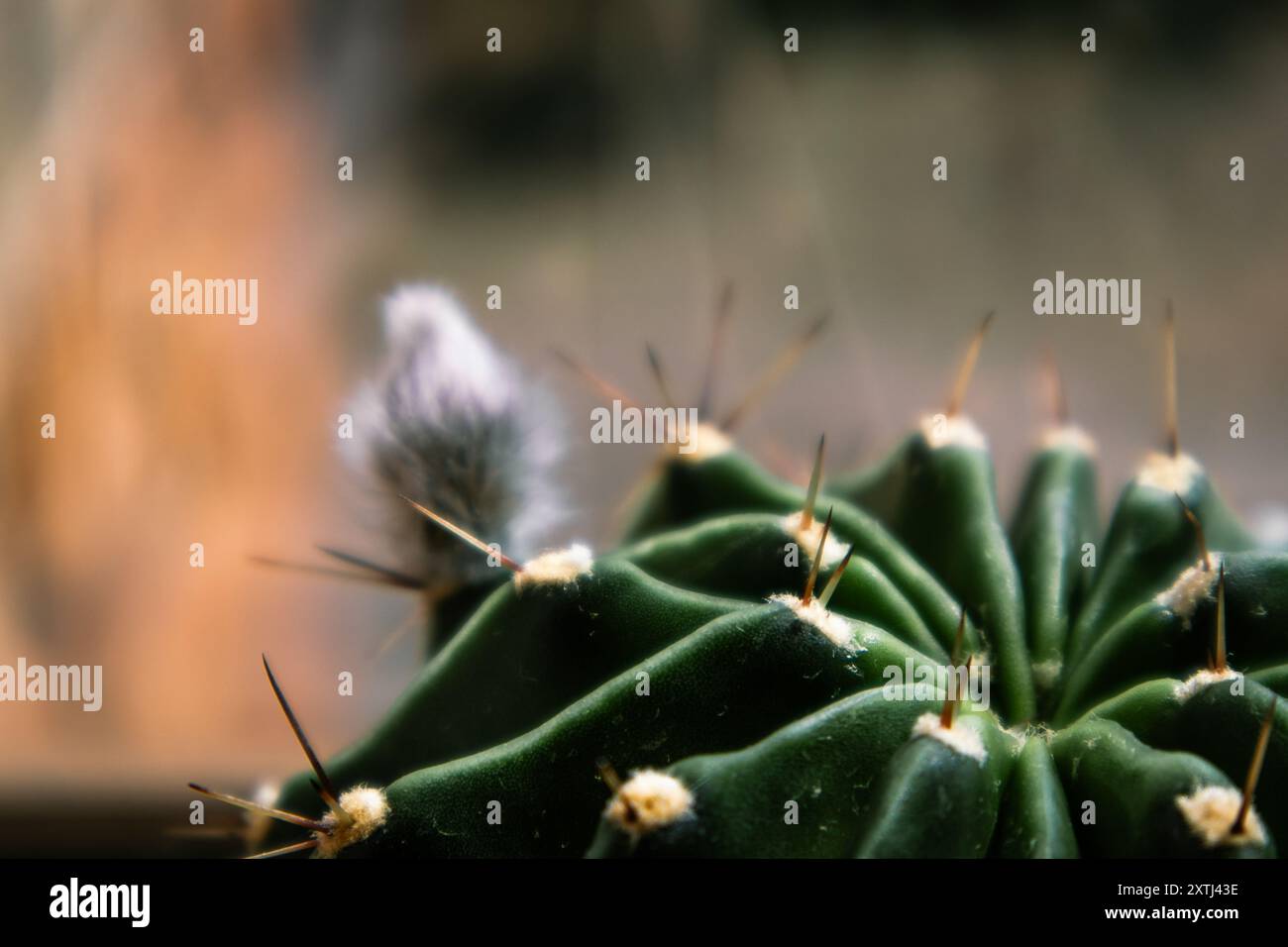 Echinopsis tubiflora echinopsis tubiflora hi-res stock photography and ...