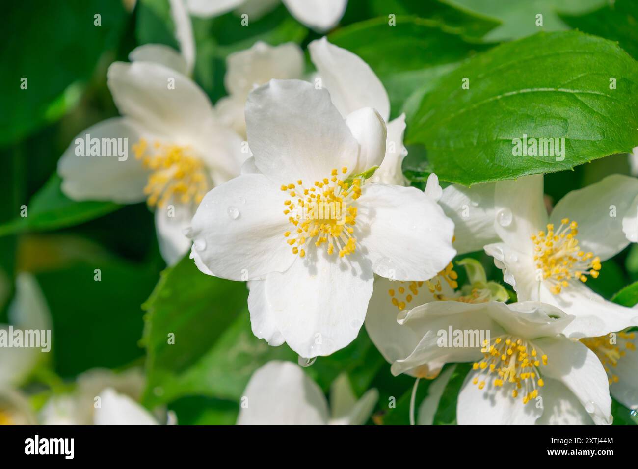 Fragrant white flowers of Philadelphus inodorus. Spring bloom. Floral ...