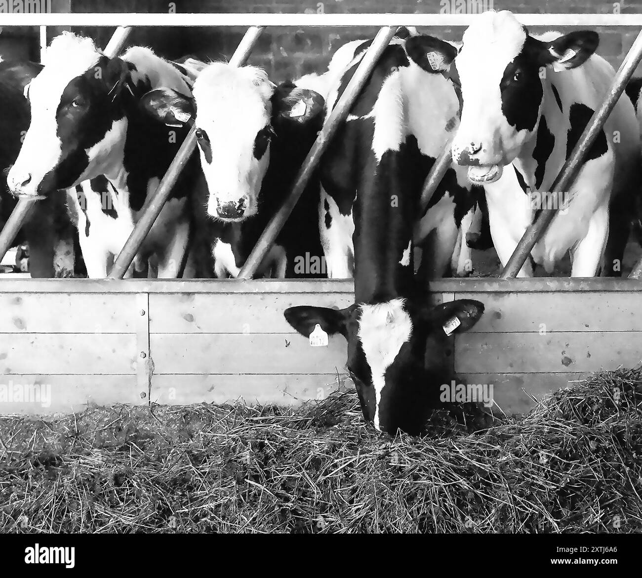 Feeding beef cattle Black and White Stock Photos & Images - Alamy