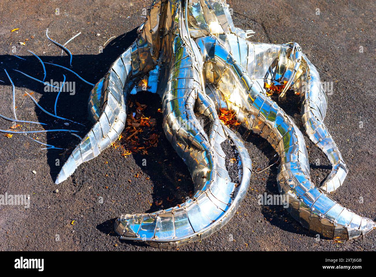 Sculptural tree roots hi-res stock photography and images - Alamy