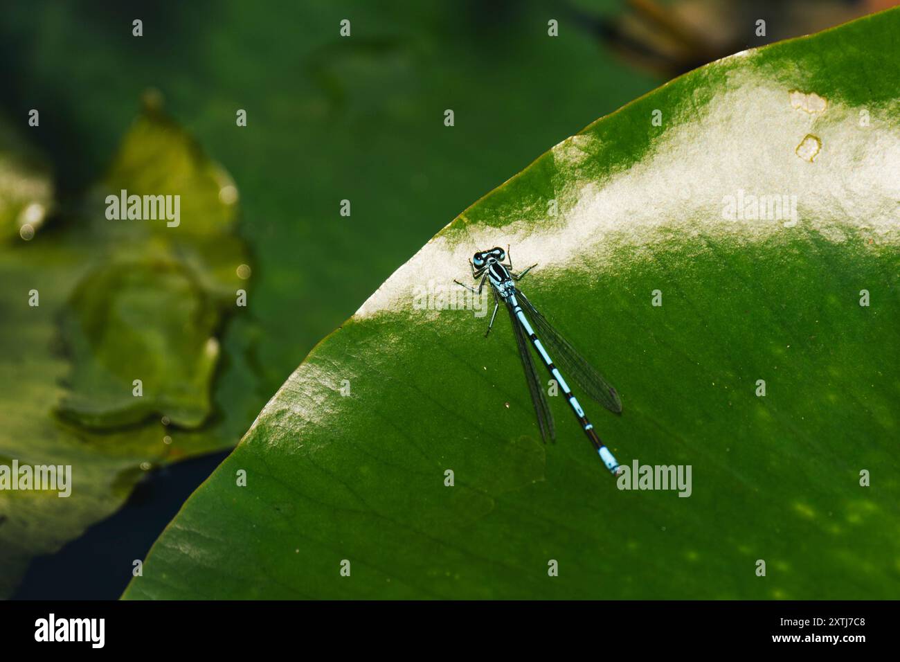 Turquoise dragon-fly on water plant Stock Photo - Alamy