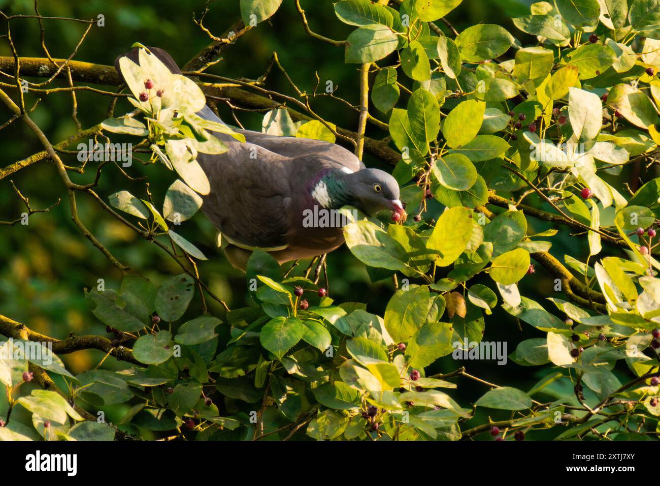 Pigeon sitting in a tree and eating berries Stock Photo - Alamy