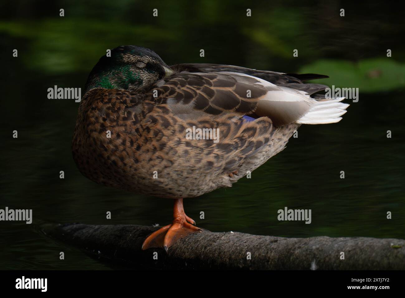 Female duck on one leg hi-res stock photography and images - Alamy