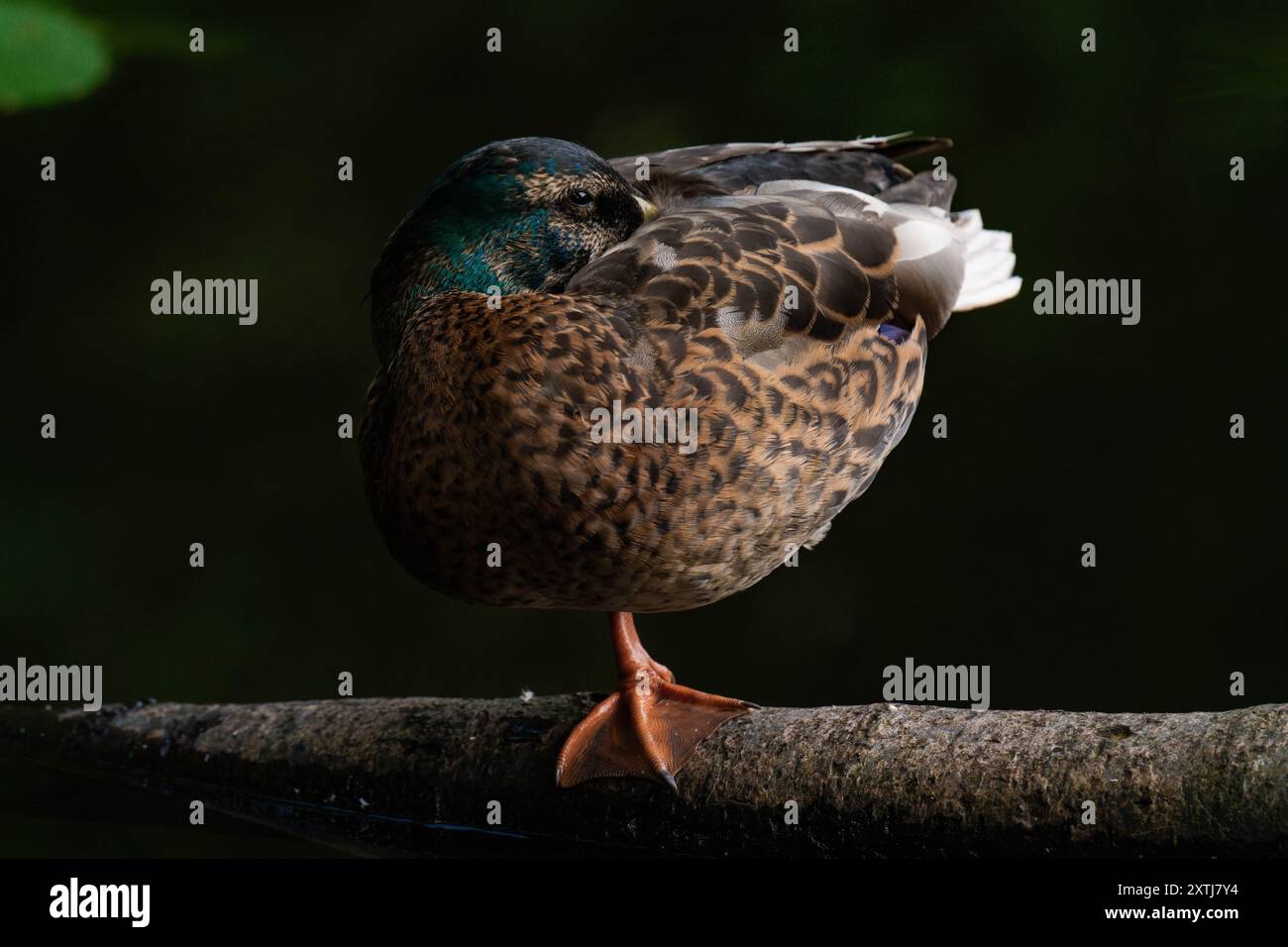 Female duck on one leg hi-res stock photography and images - Alamy