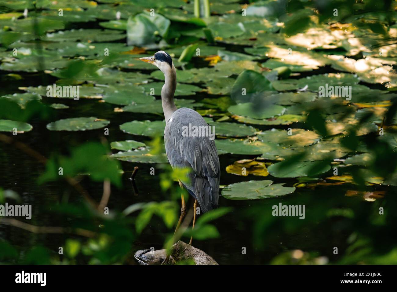 Bird backview hi-res stock photography and images - Alamy