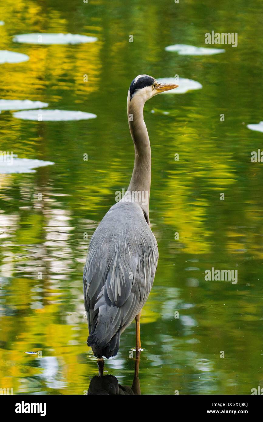 Head backview hi-res stock photography and images - Alamy