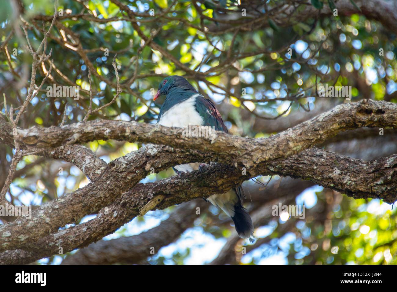 Kereru hi-res stock photography and images - Alamy