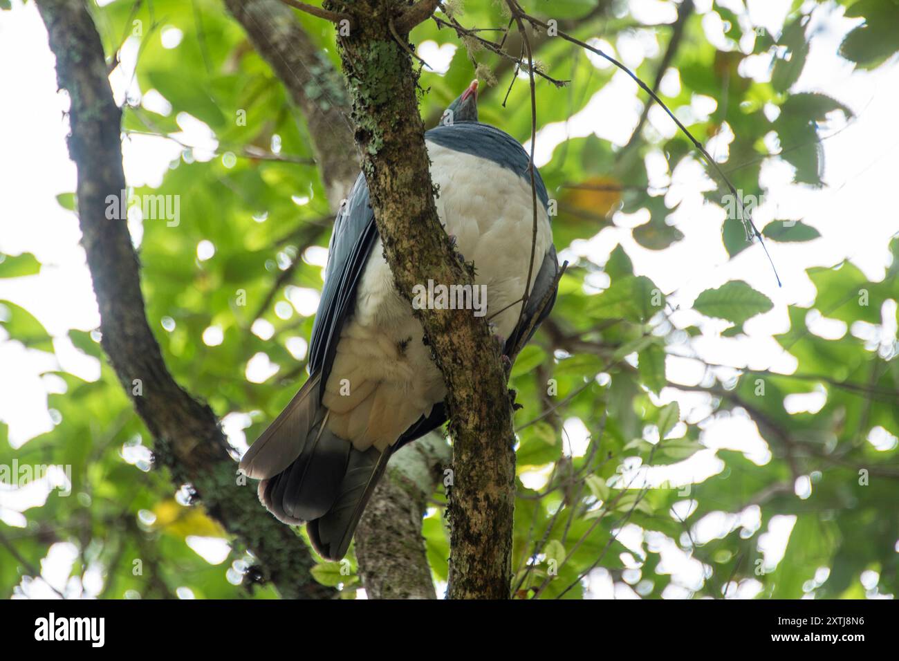 Kereru Pigeon - New Zealand Stock Photo - Alamy