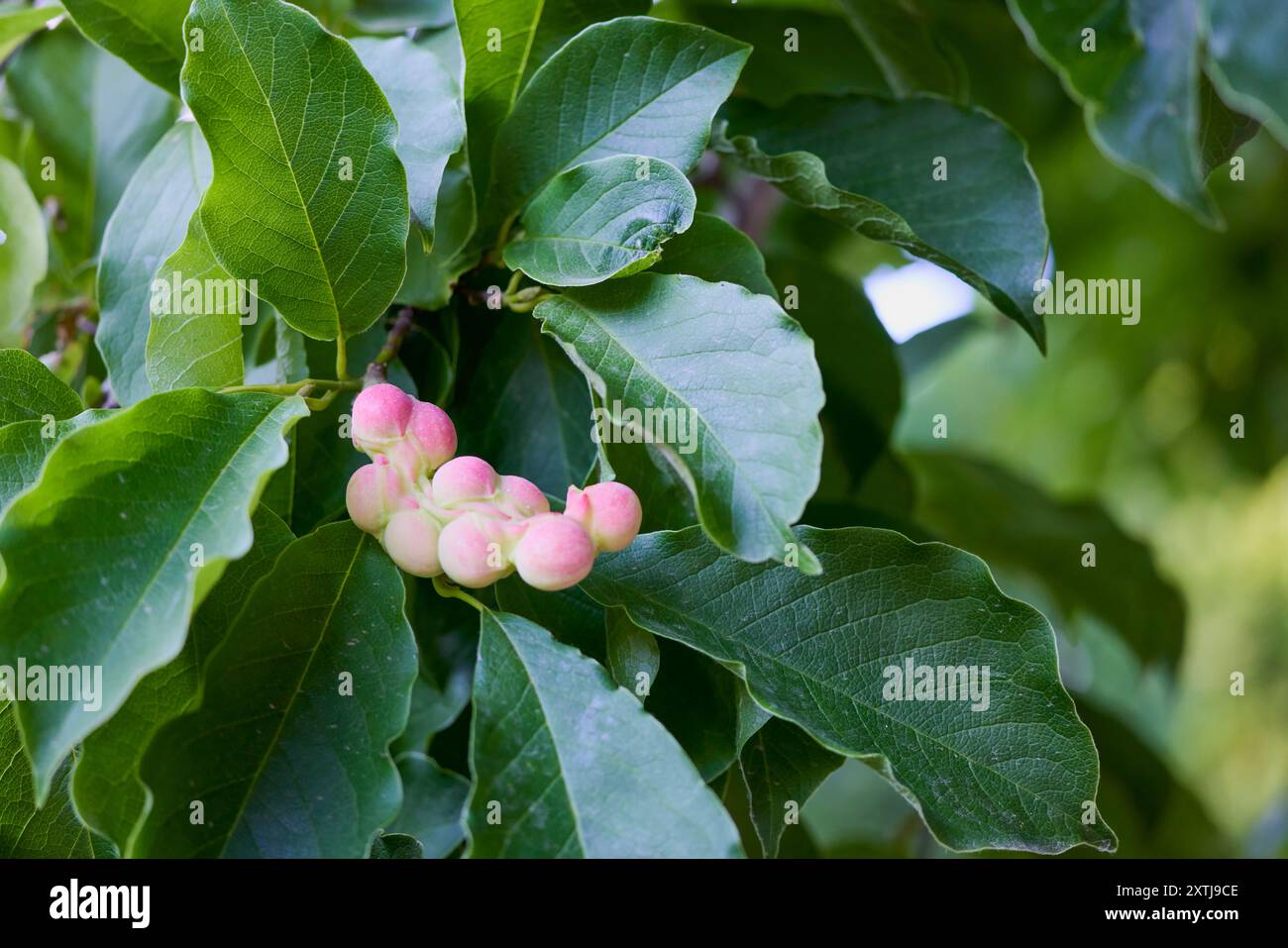 Magnolia tree seed pods hi-res stock photography and images - Alamy