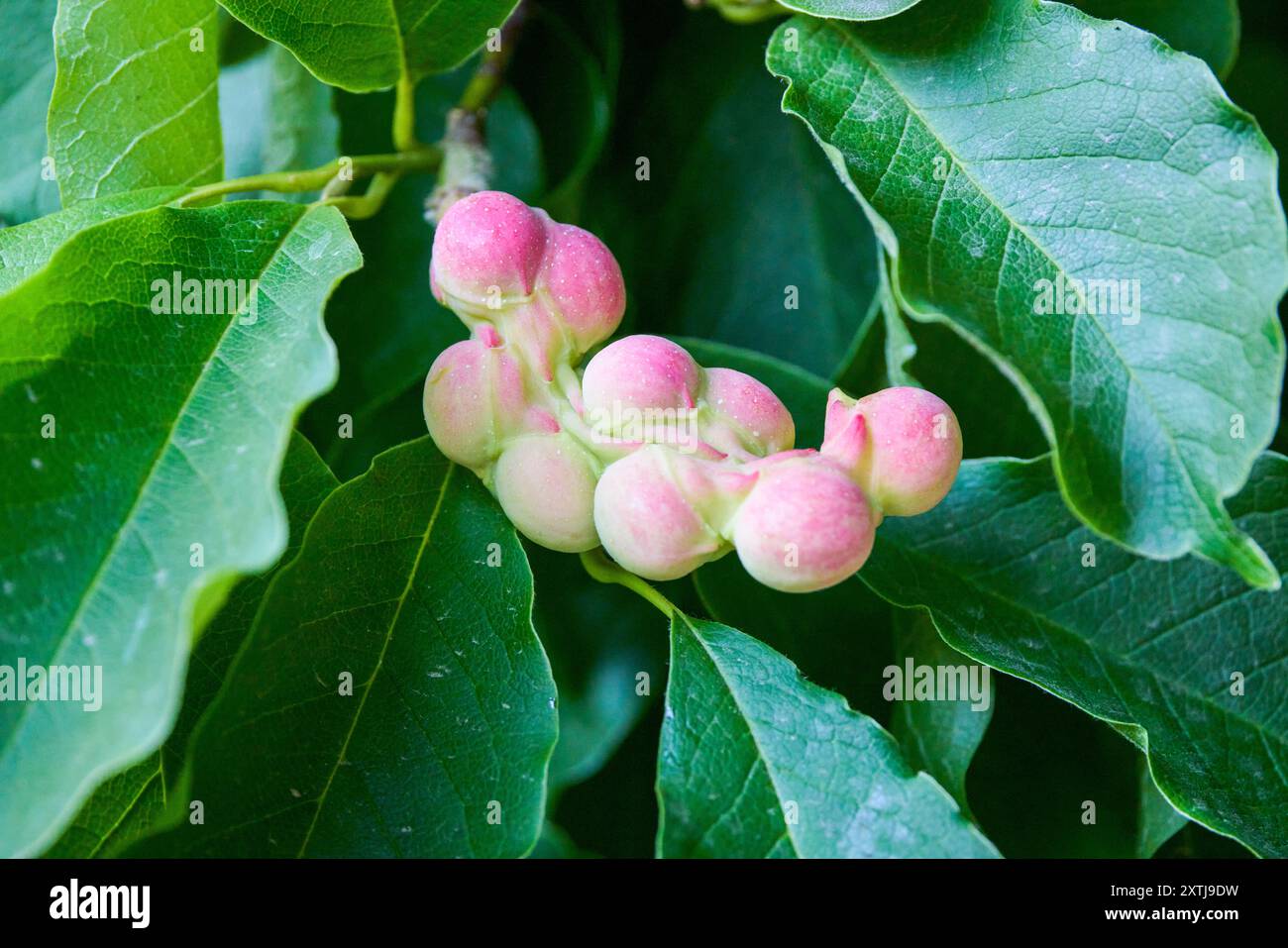 Magnolia tree seed pods hi-res stock photography and images - Alamy