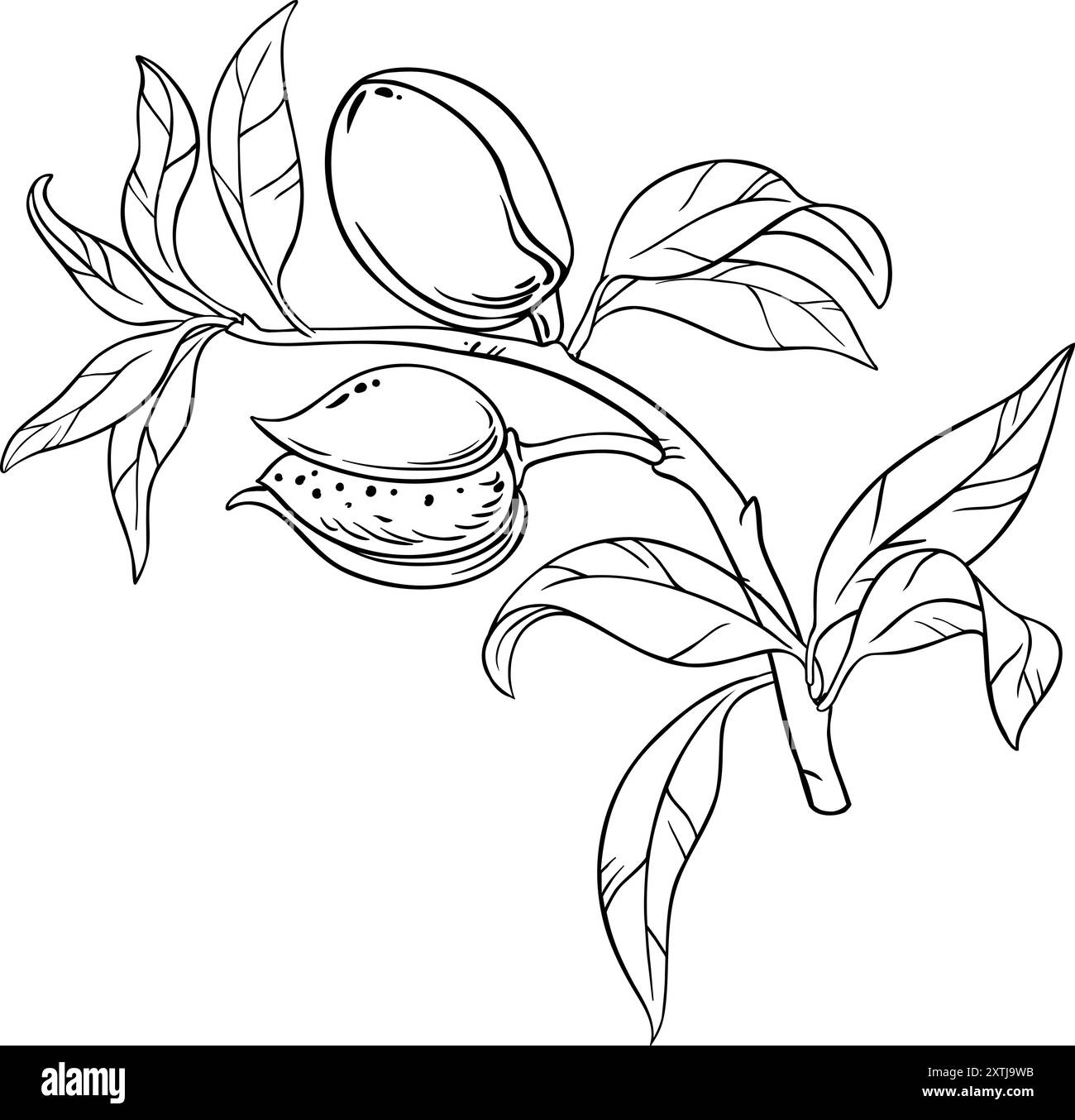 Almond Tree Vector