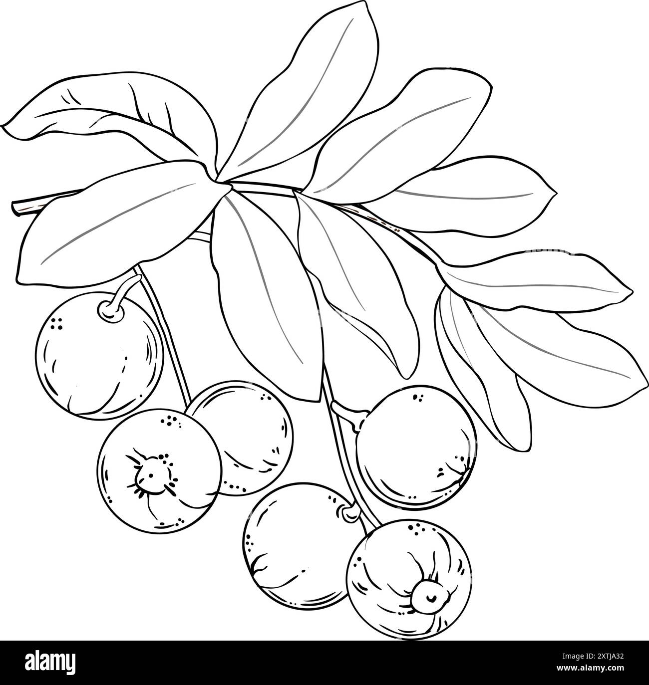 Brazil nut isolated outline hi-res stock photography and images - Alamy