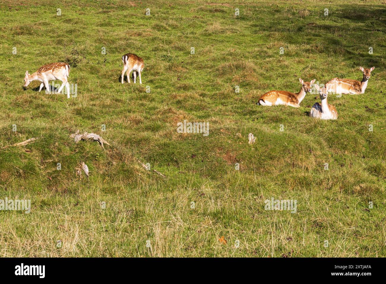 Fallow deer lying in the grass on a meadow Stock Photo - Alamy