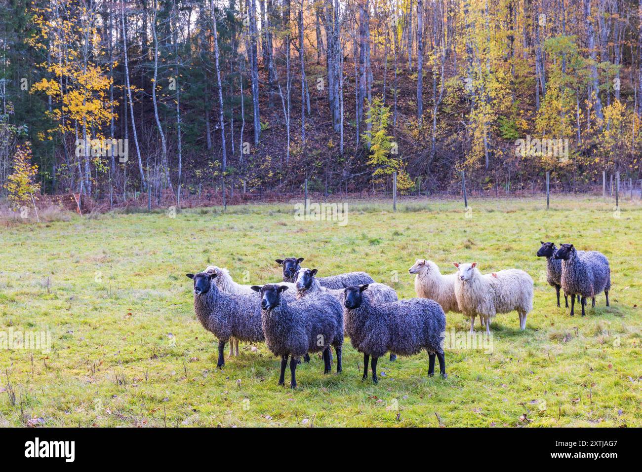 Woodland scene sheep forest hi-res stock photography and images - Alamy