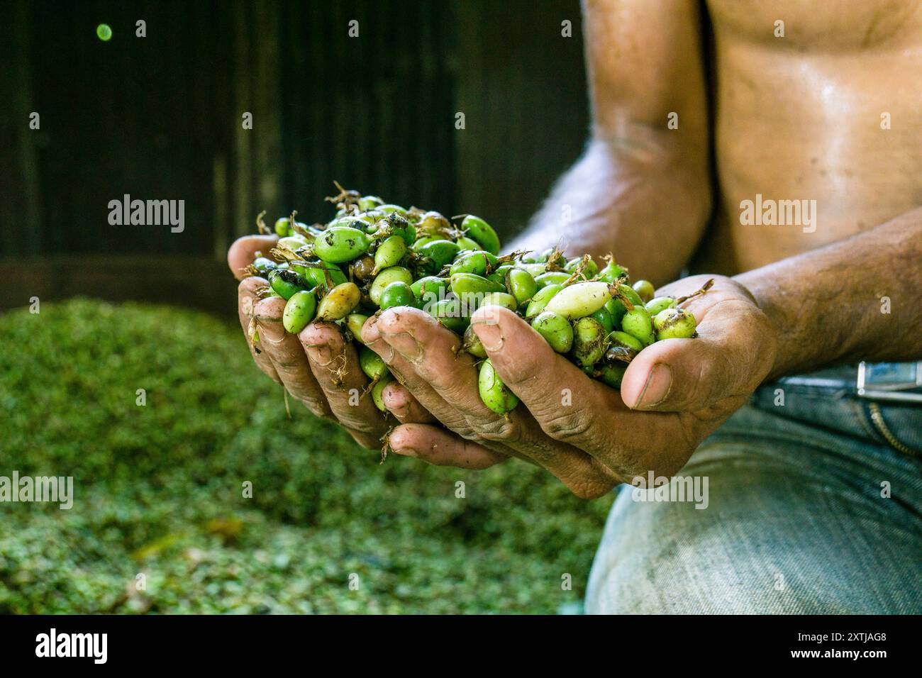 Cardamom drying plant, La Taña, Reyna area, Uspantan department ...