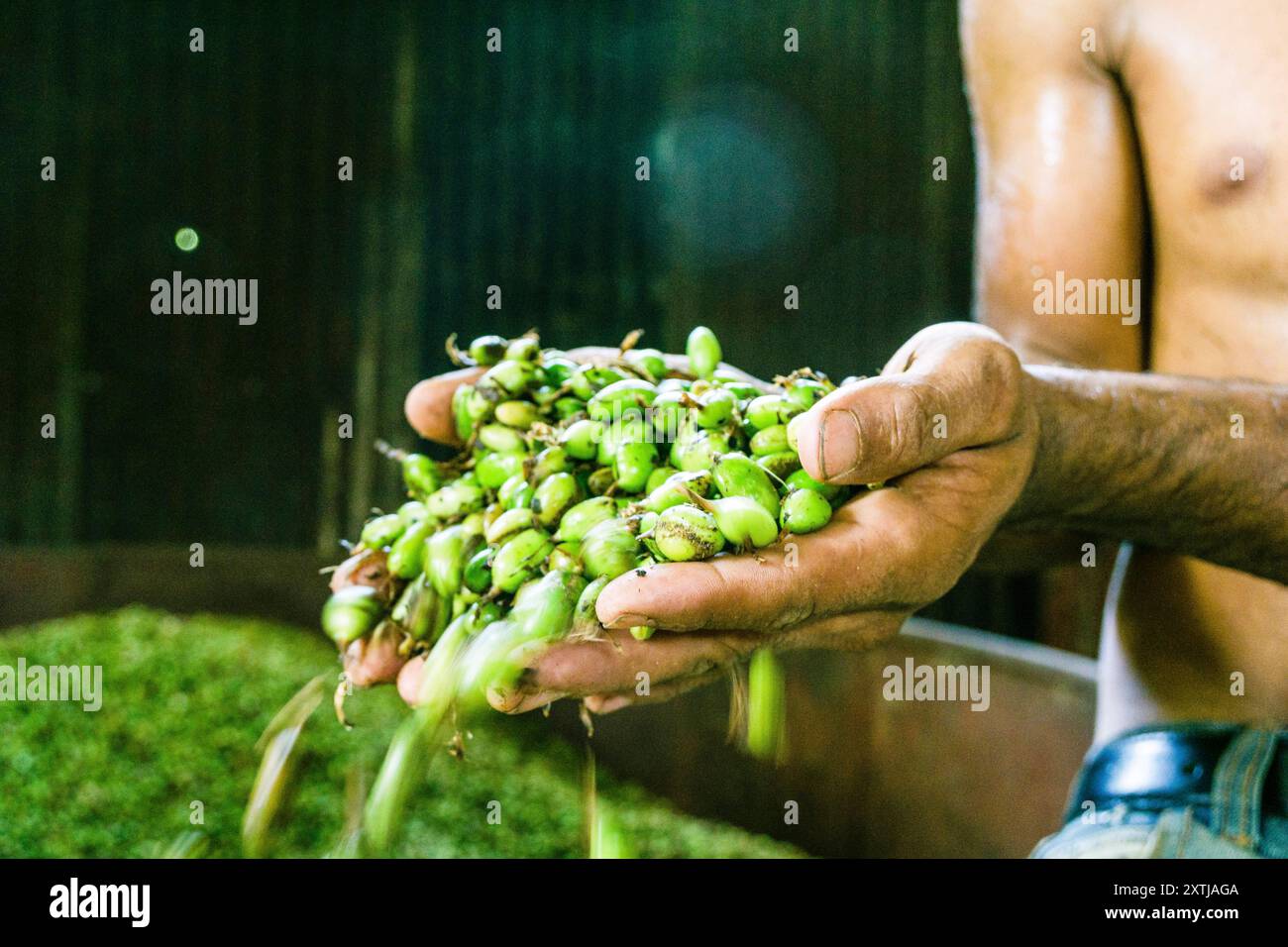Cardamom drying plant, La Taña, Reyna area, Uspantan department ...