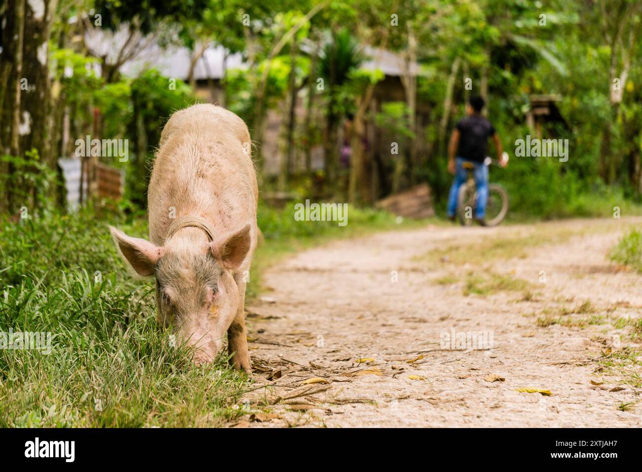 Pig on the street, La Taña, Reyna area, Uspantan department, Guatemala ...