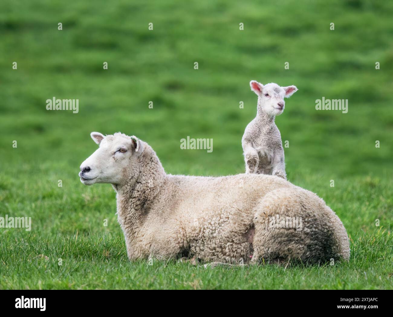 Love baby mother sheep hi-res stock photography and images - Alamy