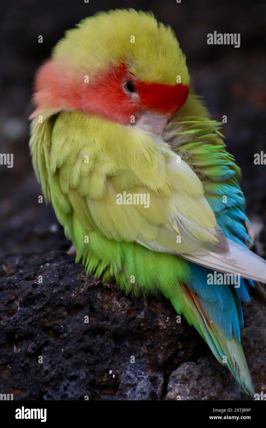 Parakeet hawaii hi-res stock photography and images - Alamy