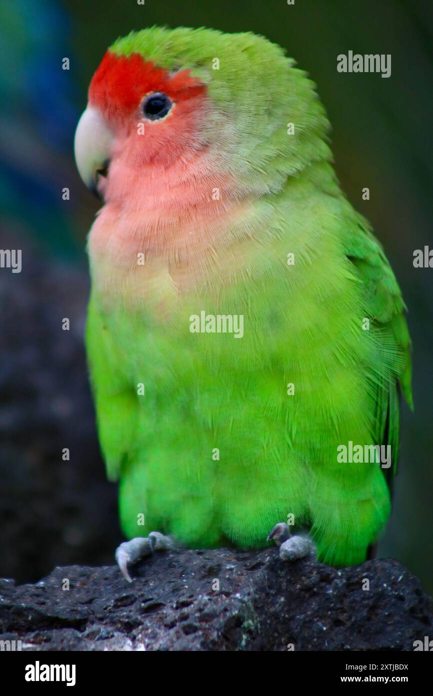 Parrot bird hawaiian hi-res stock photography and images - Alamy