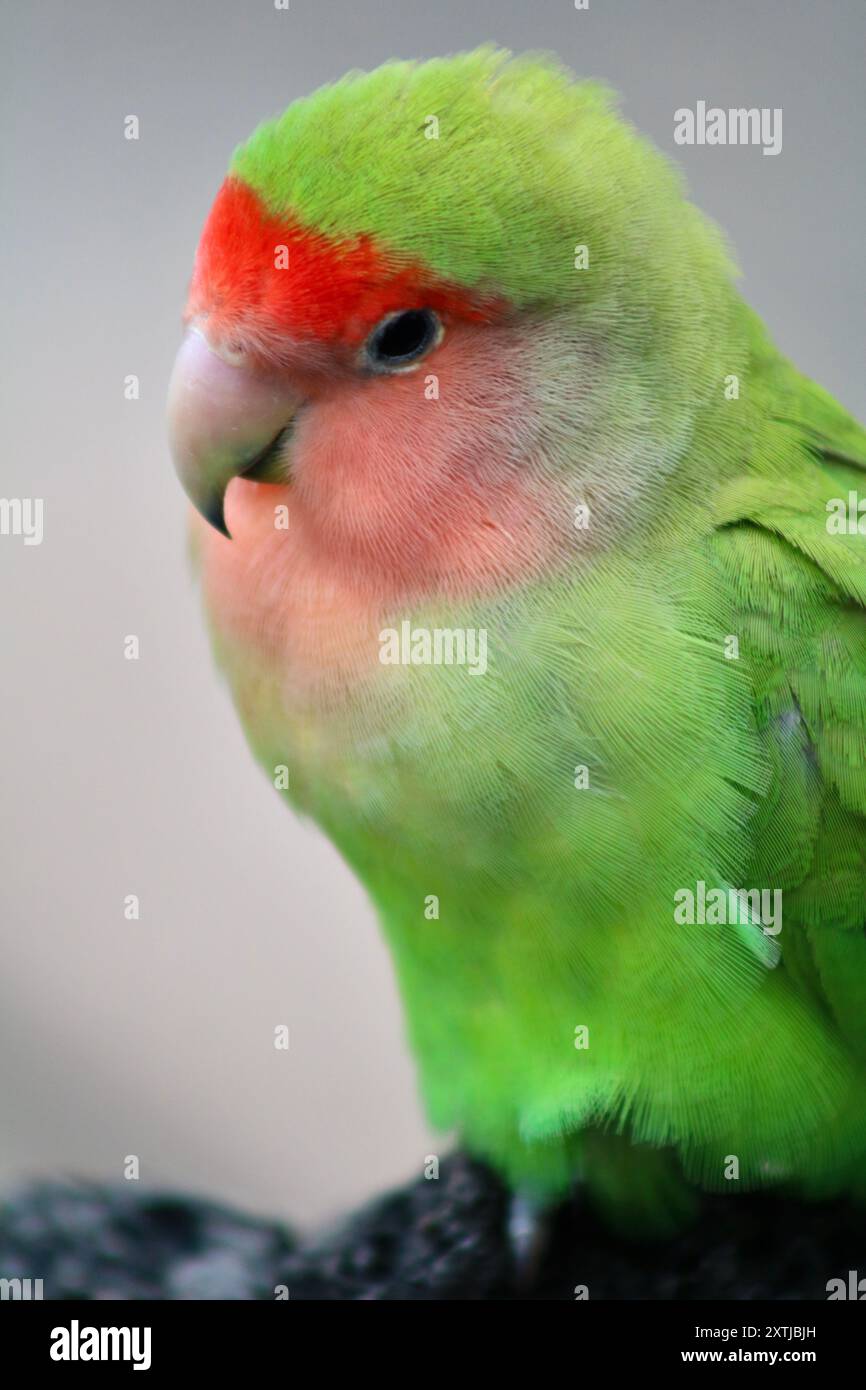 Parakeet hawaii hi-res stock photography and images - Alamy