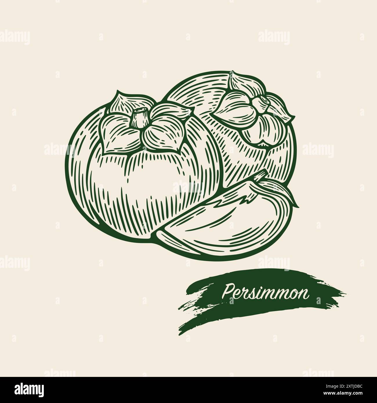 Sketch drawing of Persimmon, Persimmon in retro style Stock Vector ...