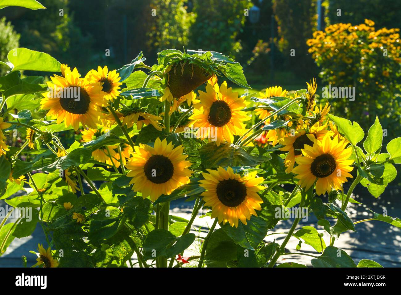 Falling sunflowers hi-res stock photography and images - Alamy