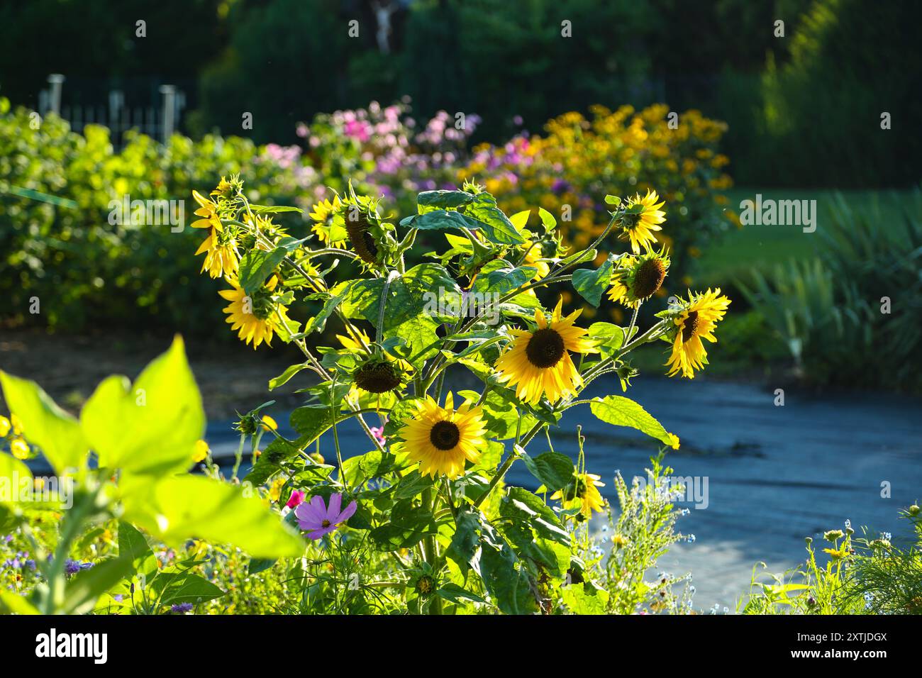 Falling sunflowers hi-res stock photography and images - Alamy