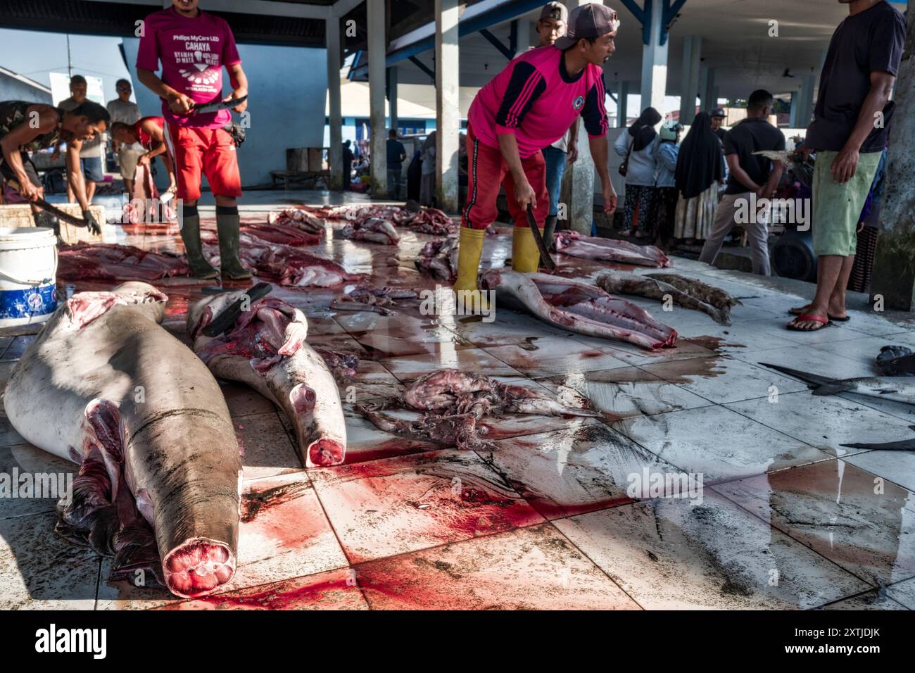 Sharks market Tanjung Luar fish market, Luar Cape, Lombok, Indonesia ...
