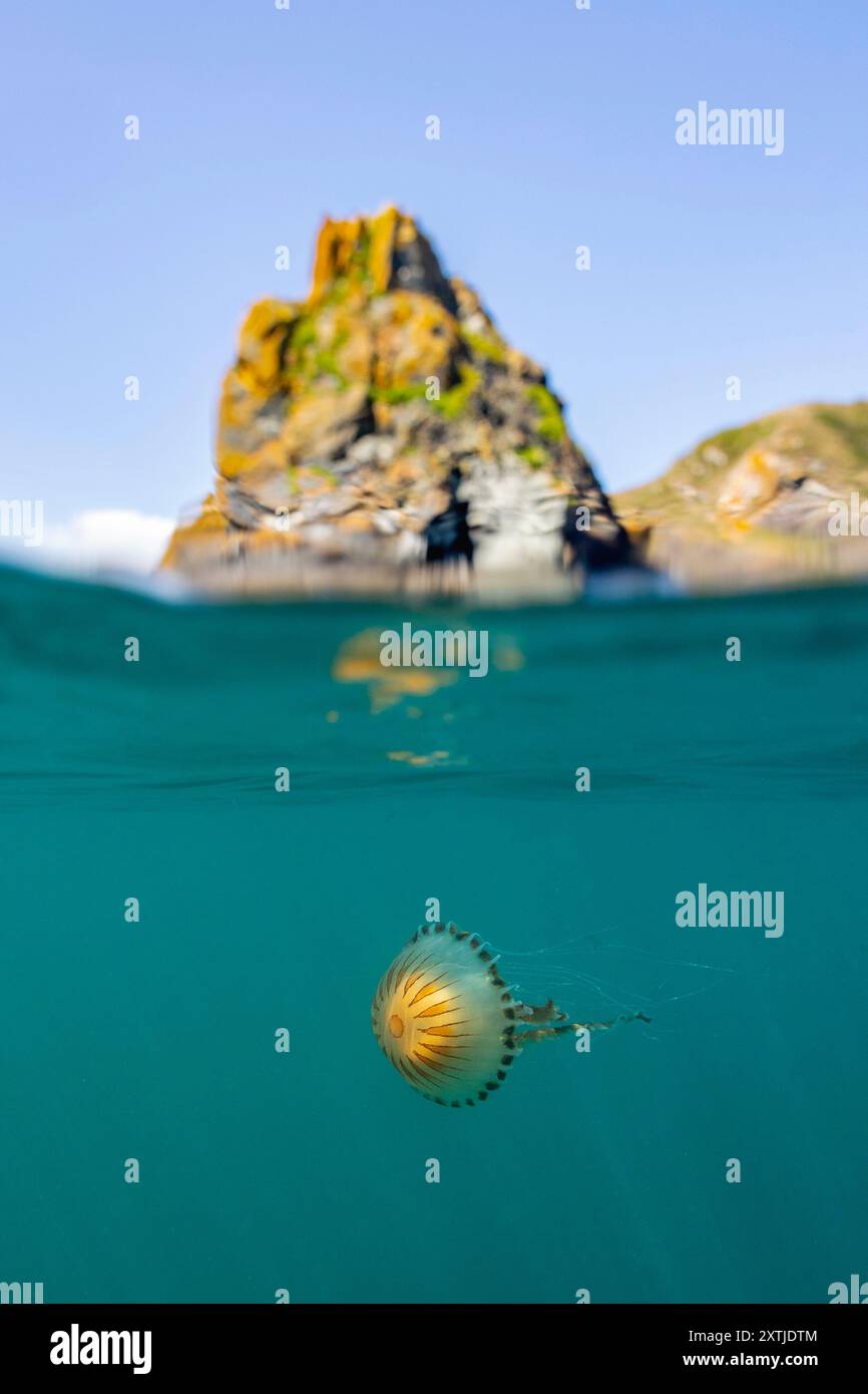 As the sunny weather continues a Compass Jellyfish is seen in the ...