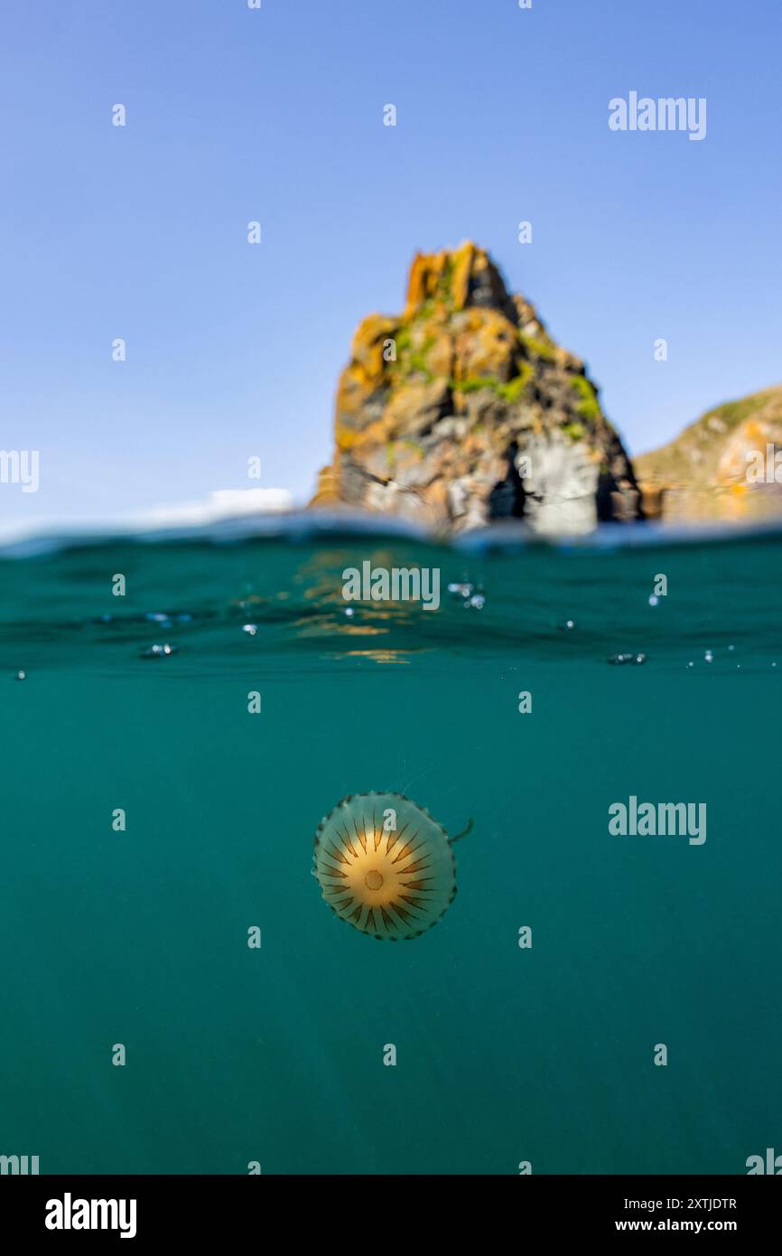 As the sunny weather continues a Compass Jellyfish is seen in the ...