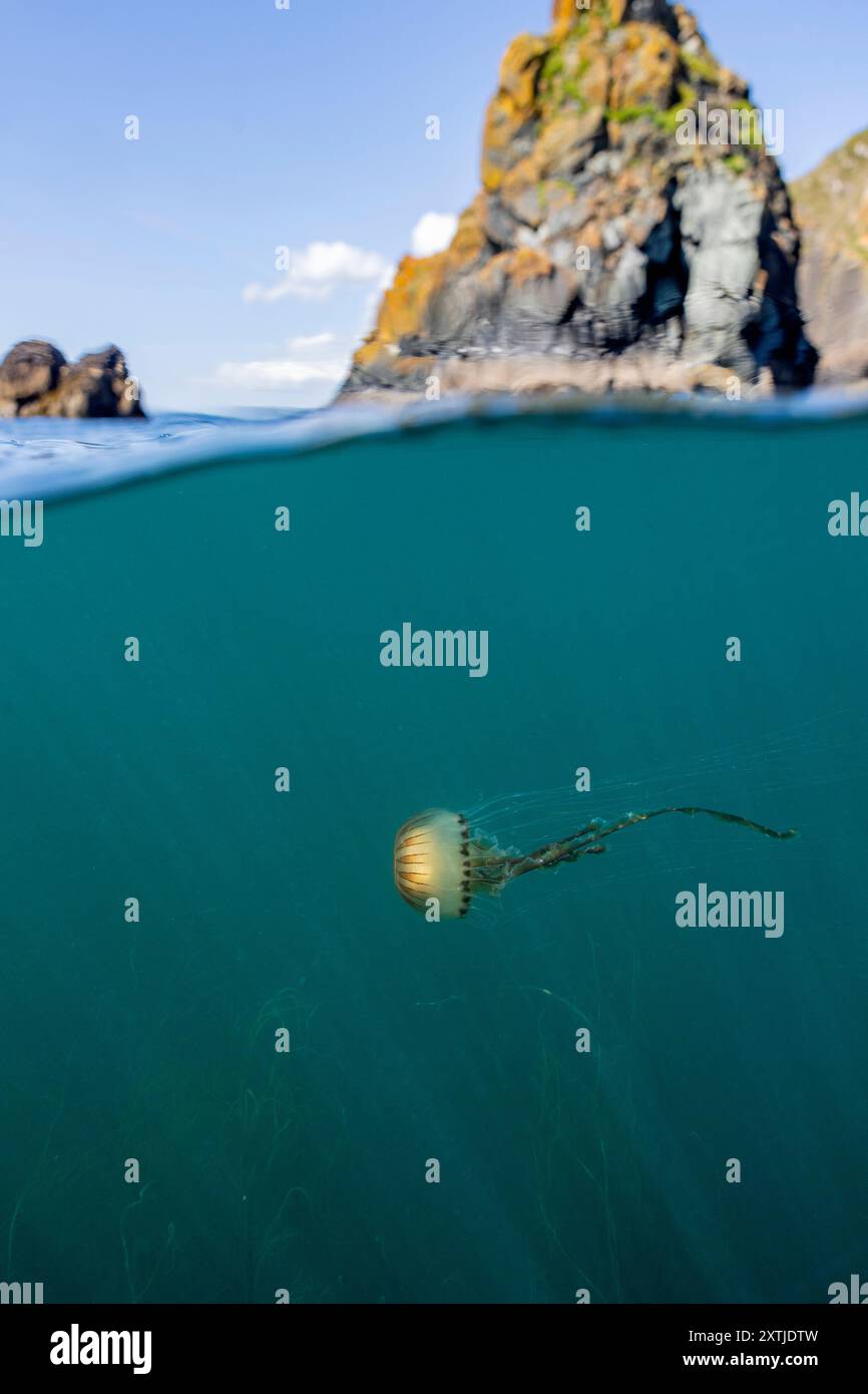As the sunny weather continues a Compass Jellyfish is seen in the ...