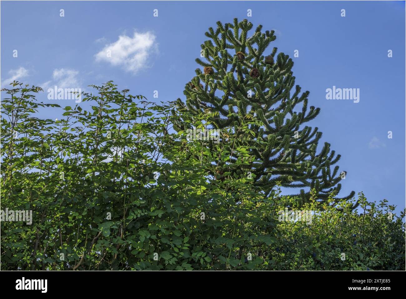 Winsford, Cheshire West and Chester, UK - August 14th 2024 -Monkey ...