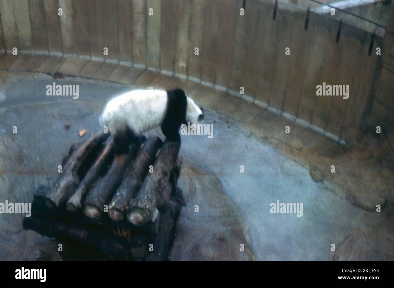 Famous Chinese giant panda Chi-Chi, Ailuropoda melanoleuca, in her ...