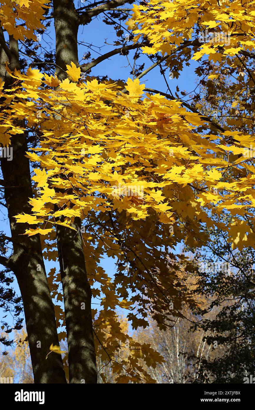 The autumn leaves of the maple glow in the sun hi-res stock photography ...