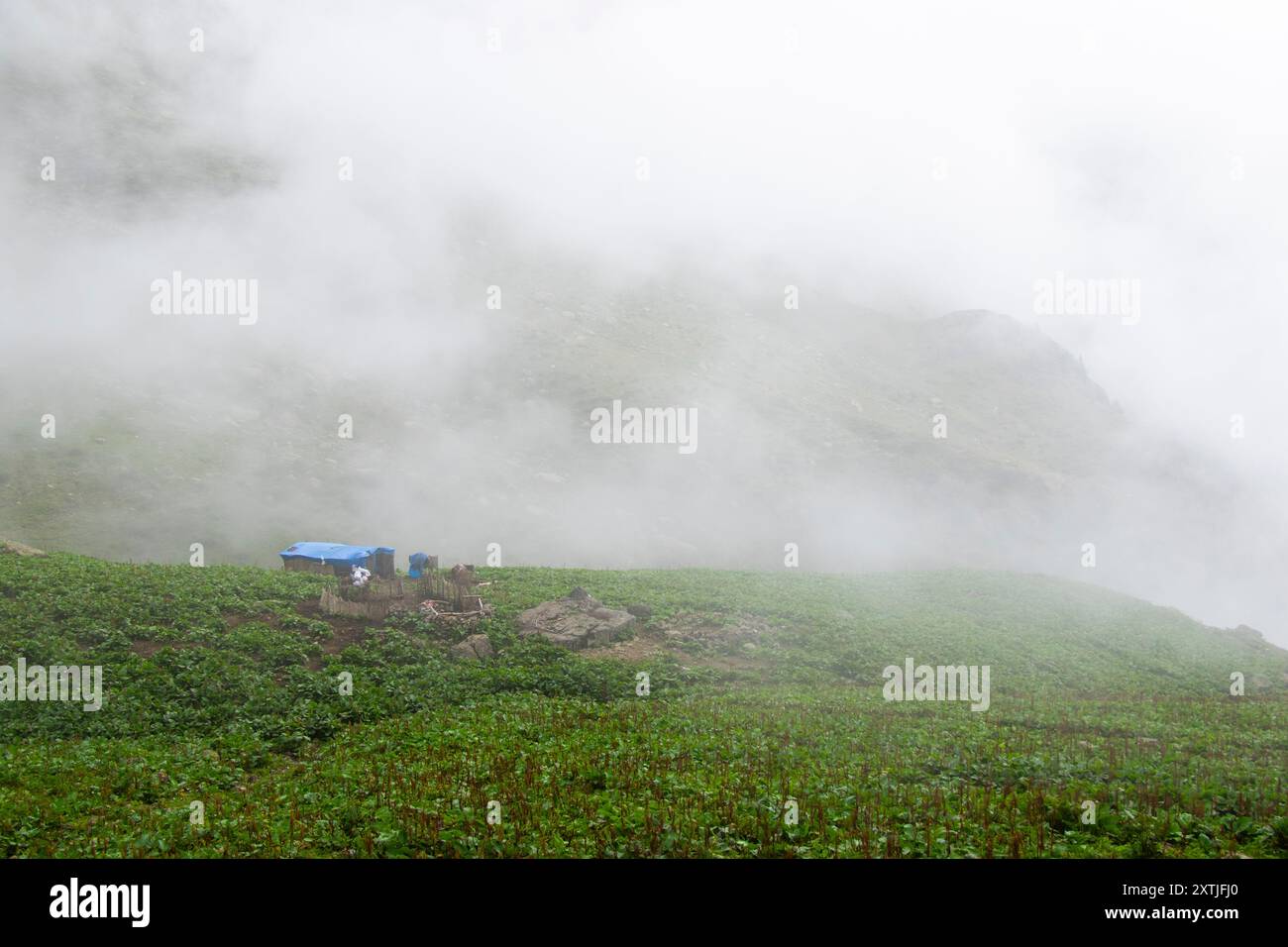 Twilight and fog in nature Stock Photo - Alamy