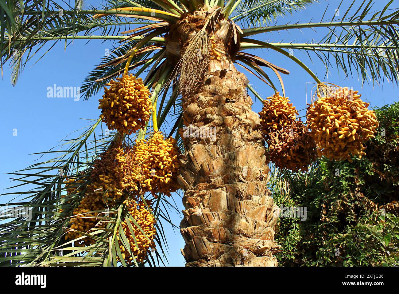 Palm tree oasis egypt hi-res stock photography and images - Alamy