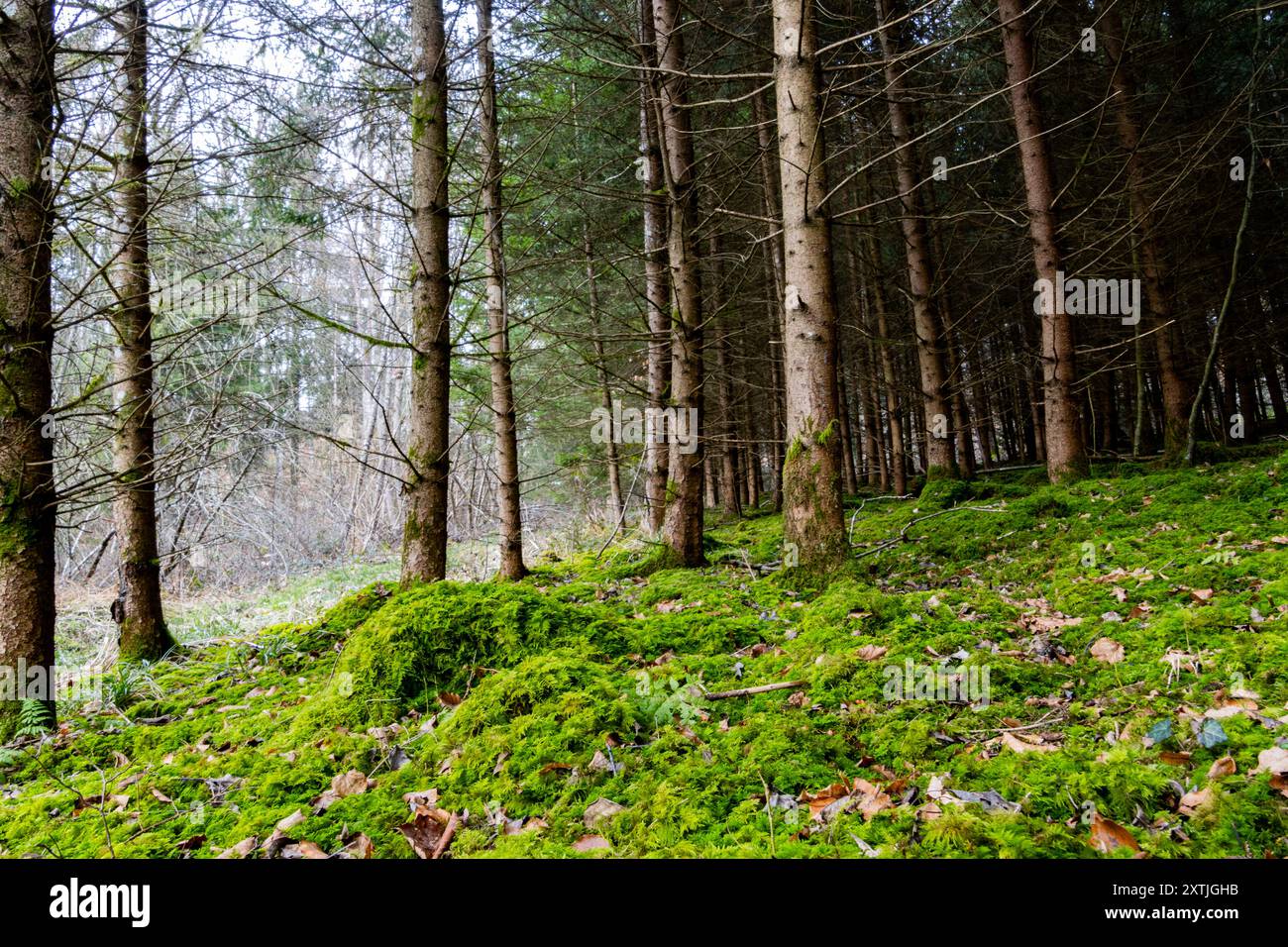 Idyllic forest scene bright hi-res stock photography and images - Alamy