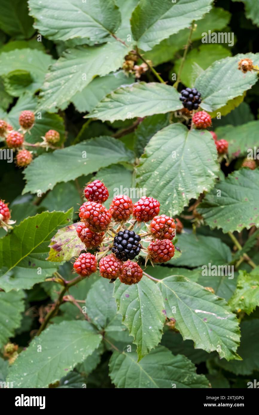 Leaves of blackberry bush hi-res stock photography and images - Alamy